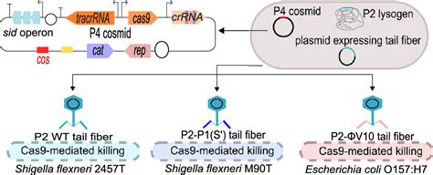Tail Engineered Phage P2 For Antimicrobials Delivery Targeting Phage