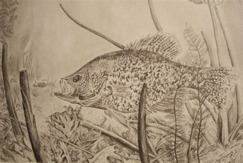 Another Crappie Drawing Photo Bluegills Crappies Perch Whitebass Bluegills Crappies