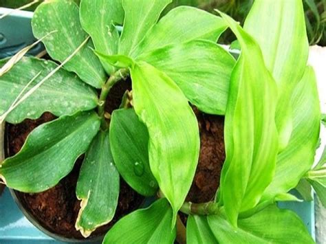Cloud Farm Live Insulin Plantcostus Igneus Plant For Diabetes