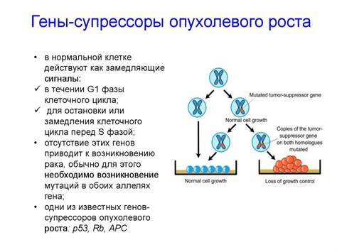 Молекулярные основы канцерогенеза. Курс 3 ЦИОП «Медицина будущего ...