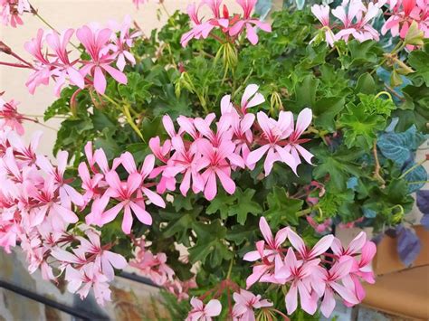 Pelargonium Peltatum L Lhér Ex Aiton Gitanilla Flores