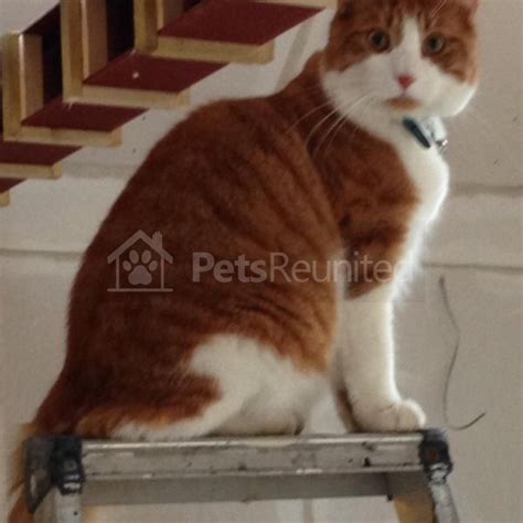 Lost Cat Gingerwhite Cat Called Bertie Colchester Area Essex