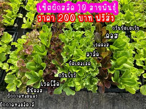 ต้นกล้าผักสวนครัว ต้นละ 1 ต้นกล้าผักสวนครัว ต้นละ 1 บาท