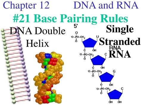 Ppt Chapter 12 Dna And Rna 21 Base Pairing Rules Powerpoint
