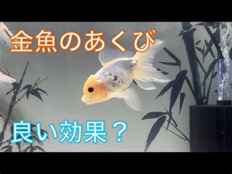 金魚金魚のあくびについて調べてみました YouTube