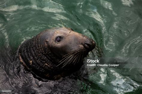 북대서양의 양쪽 해안에 서식하는 회색 바다표범의 근접 촬영 그들 중 50는 영국과 아일랜드 해역에 살고 있습니다 0명에 대한 스톡 사진 및 기타 이미지 Istock