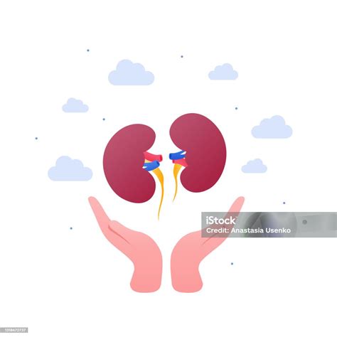 비뇨기과 및 장기 이식 개념 벡터 플랫 의료 일러스트레이션 인간의 손 은 흰색 배경에 고립 된 인간의 신장 기관을 들고 건강