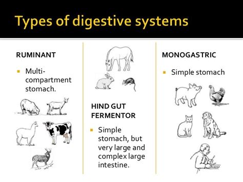 Digestive Physiology