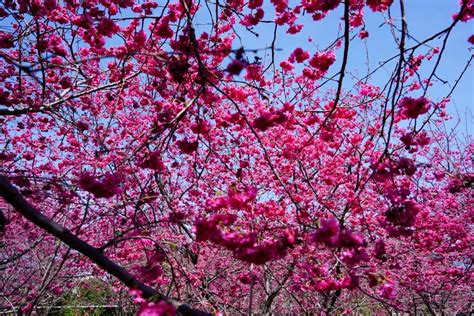 2024新社櫻花秘境｜私人園區，入園100元，可買水果或蔬菜抵喔