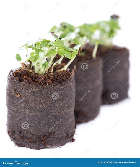 Basil Seedling Stock Image Image Of Life Botanical 41192095