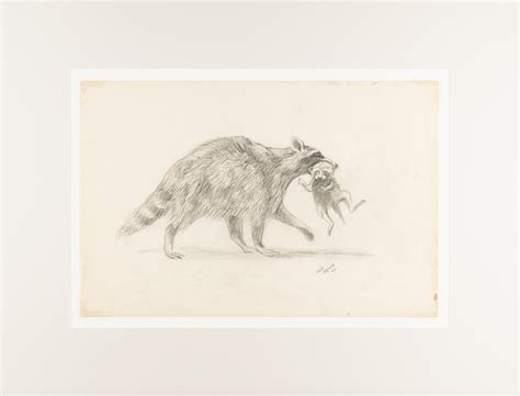 Edie Sedgwick Original Raccoons Sketch 1962 Rr Auction