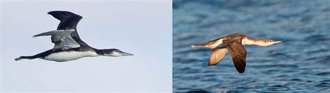 Odd Ducks And Lame Ducks By Bryan Pfeiffer