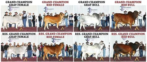 2021 Cattlemens Congress Open Show The Brahman Journal
