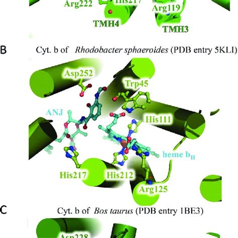 Structure Comparison Of The Heme B H Sites In The Cyt B Subunits Of A