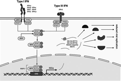 Common Cold Coronavirus 229e Induces Higher Interferon Stimulating Gene