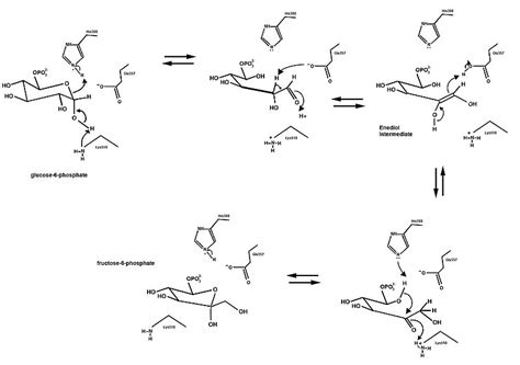 Difference Between Isomerase And Mutase Enzyme Compare The Difference