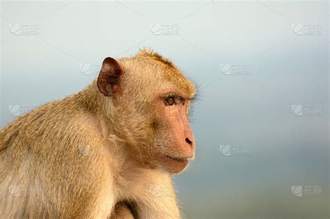 住在山上的野猴子。