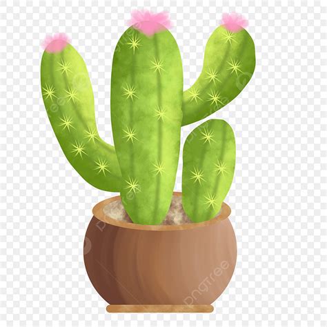 다운로드 선인장 수채화 핑크 일러스트 꽃 착색 디지털 회화 만화 선인장 Png 일러스트 및 Psd 이미지 무료 다운로드