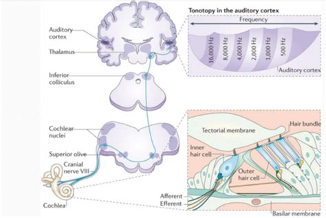 Hearing Auditory Sensory System Flashcards Quizlet