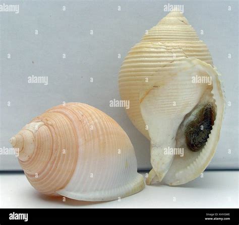 Galeodea Rugosa Stock Photo Alamy