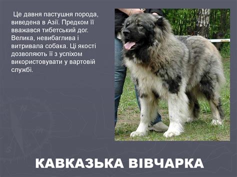 Собаки найдавніші друзі людини презентация онлайн