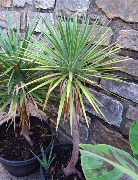 Species Identification Need Assistance Identifying Palm Like Tree
