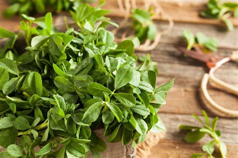 Fenugreek Herb Info How To Grow Fenugreek Plants In The Garden