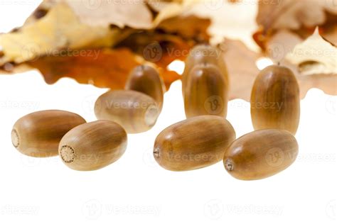 Feuille De Chêne Jaune 9493483 Photo De Stock Chez Vecteezy
