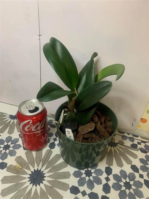 Rlc Kristy Manmoto Volcano Queen Etsy