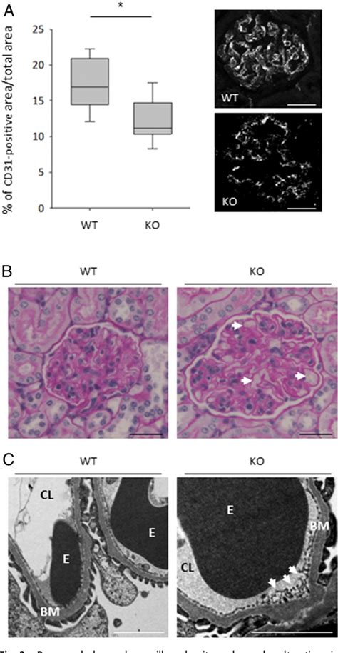 Figure 2 From The Mitochondrial Thioredoxin Reductase System Trxr2 In