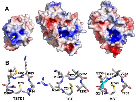 Comparison Tstd1 With Rhodanese A Surface Electrostatic Potential