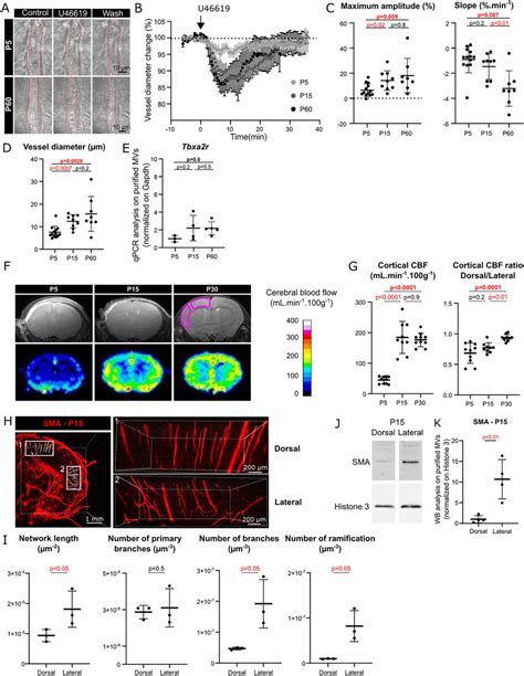 Vsmc Contractility And Cbf Mature Postnatally In The Mouse Cortex With