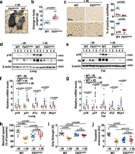 Fbf1 Ablation Protects Mice From Ir Induced Senescence And Associated Download Scientific