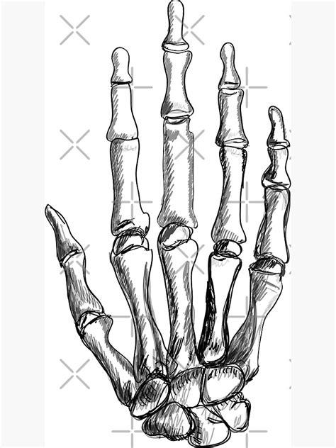 Póster Ilustración De Dibujo De Esqueleto De Mano Bosquejo