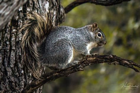 Mexican Grey Squirrel