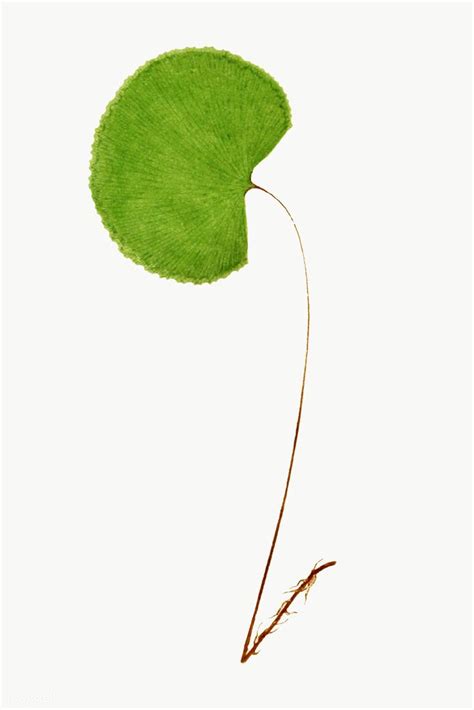 A Single Green Leaf Is Shown Against A White Background With The Stem