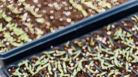 What Are Temporal Factors In Ecology Ecology Today