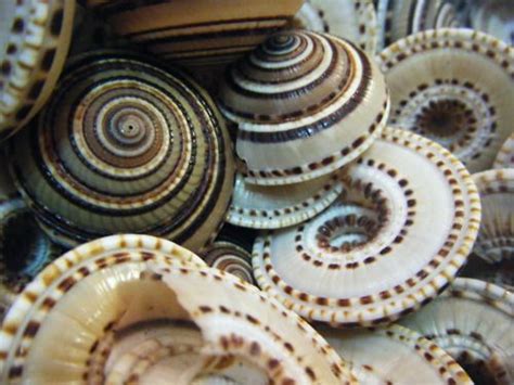 1000 Images About She Loves Sea Shells On Pinterest Conch Shells Sea Shells And Shell Art