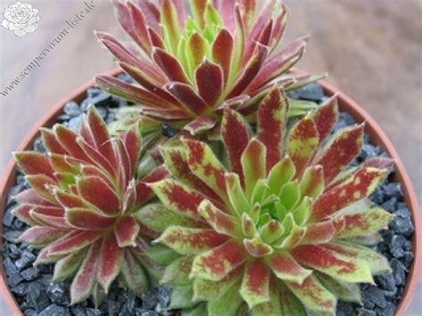 Georgette | Sempervivum-Liste