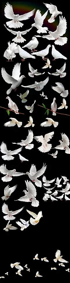 蝴蝶图片大全 蝴蝶高清好看的图片 花瓣小八麻麻的画板