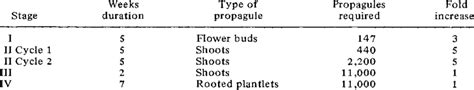 The 4 Stages Of Broccoli Propagation And The No Planted To Produce