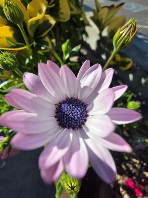 Samsung Galaxy S Ultra Review It Smooths Out The Rough Edges Petapixel