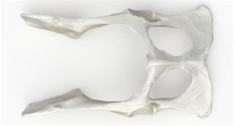 Domestic Cat Pelvis Bone 01 3d Model Turbosquid 1919576