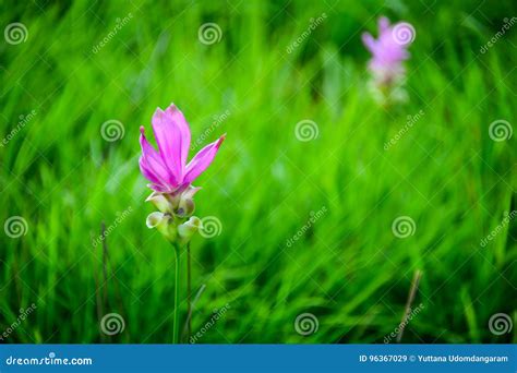 Siam Tulip Stock Image Image Of Festival Floral August 96367029