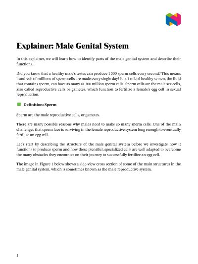 Lesson Male Genital System Nagwa