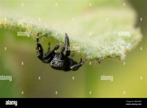 Evarcha Arcuata A Sharp Eyed Jumping Spider Perched Among Grasses