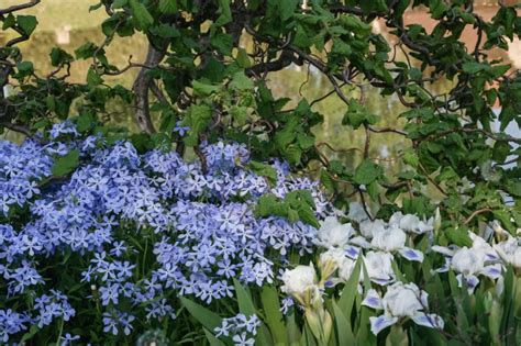 Clematis Unterpflanzung Ideen F R Stauden Gr Ser