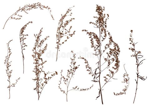 Dry Brown Autumn Grass Branches Set Isolated On White Background Stock