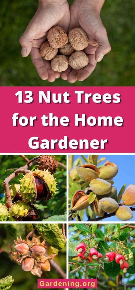 13 Nut Trees For The Home Gardener In 2024 Fruit Tree Garden Garden