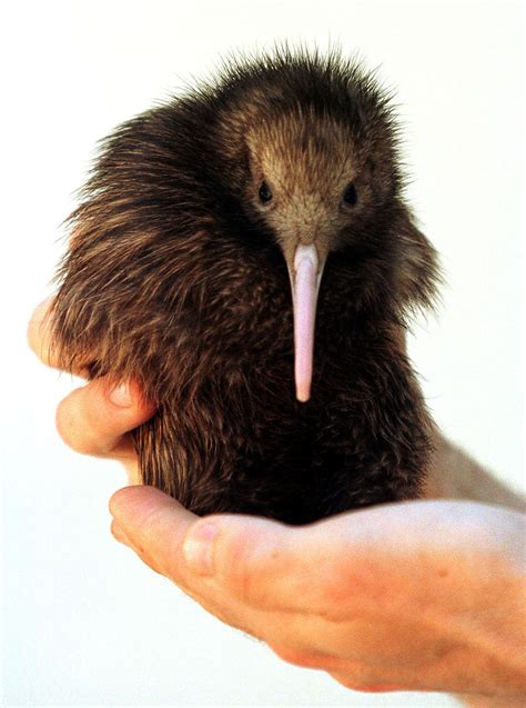 Kiwi Bird Skeleton